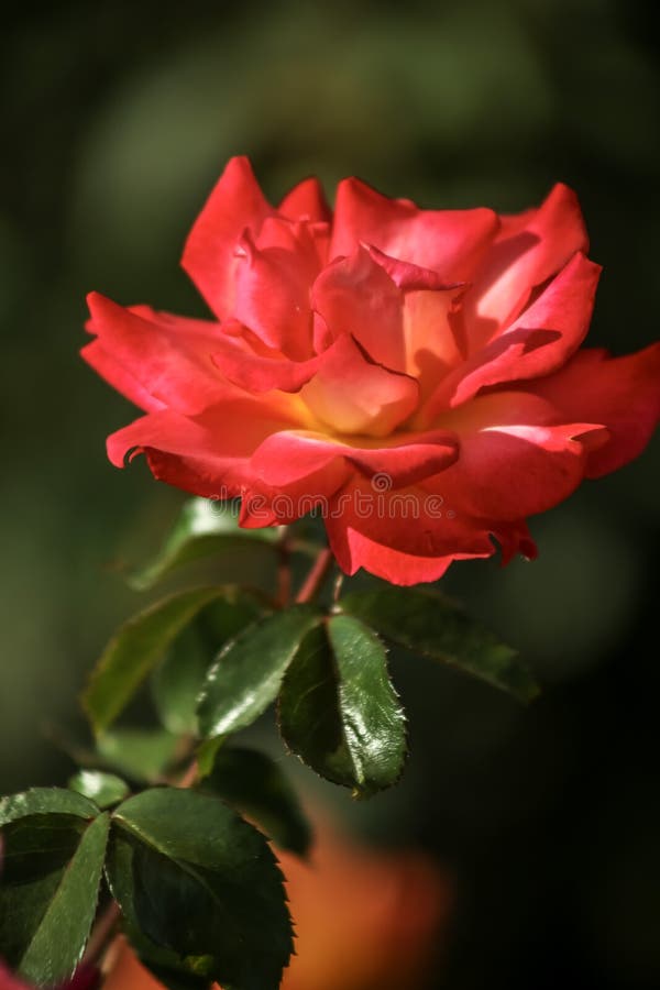 A red and yellow Tea Rose stock image. Image of rose - 251993539