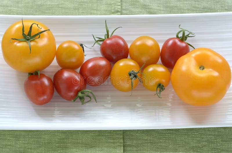 Red and yellow tomatoes stock photo. Image of oblong - 24643262