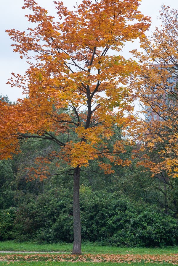 Red Yellow Tree Deep Down in Woods Stock Image - Image of leaves ...