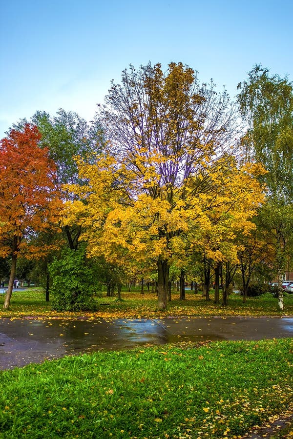 Red and Yellow Trees in the Autumn Park Stock Photo - Image of leaves ...