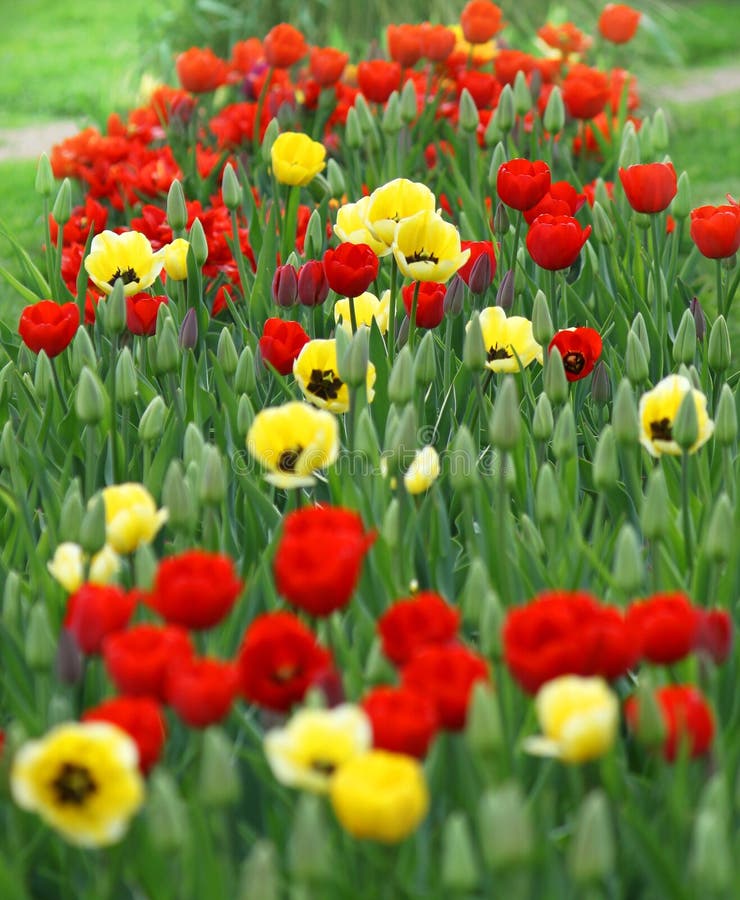 Red and yellow tulips stock image. Image of outdoor, gardening - 15909183