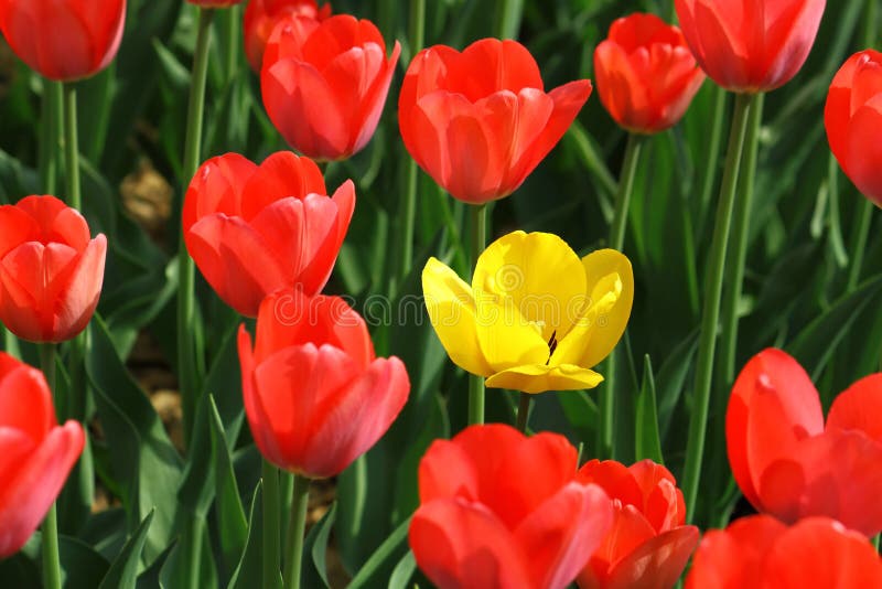 Red and yellow tulips stock image. Image of outdoor, gardening - 15909183