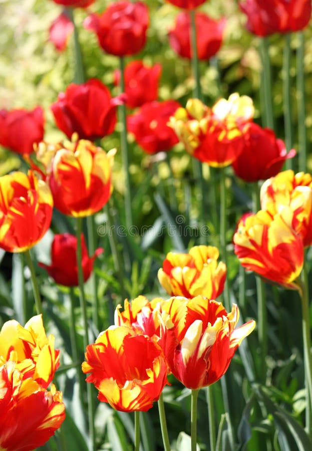 Red and yellow tulips stock image. Image of many, plant - 15909183