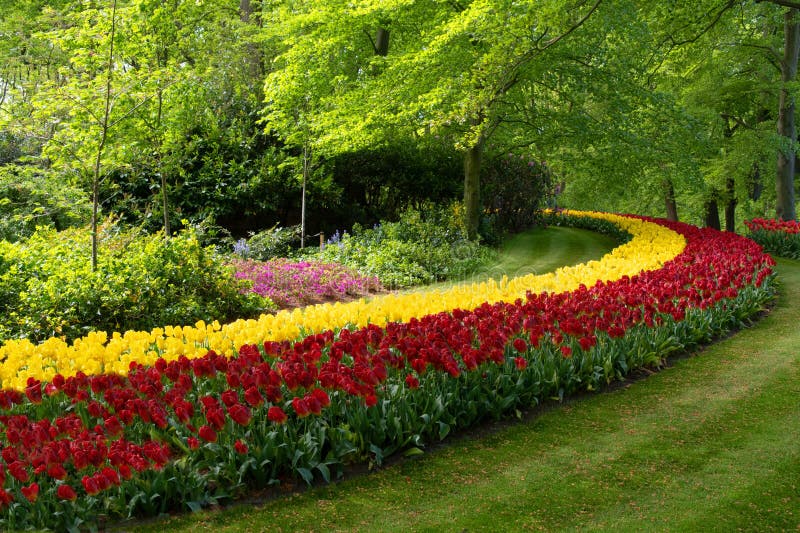 Red and Yellow Tulips in Curved Borders with Fresh Leaves Stock Photo ...