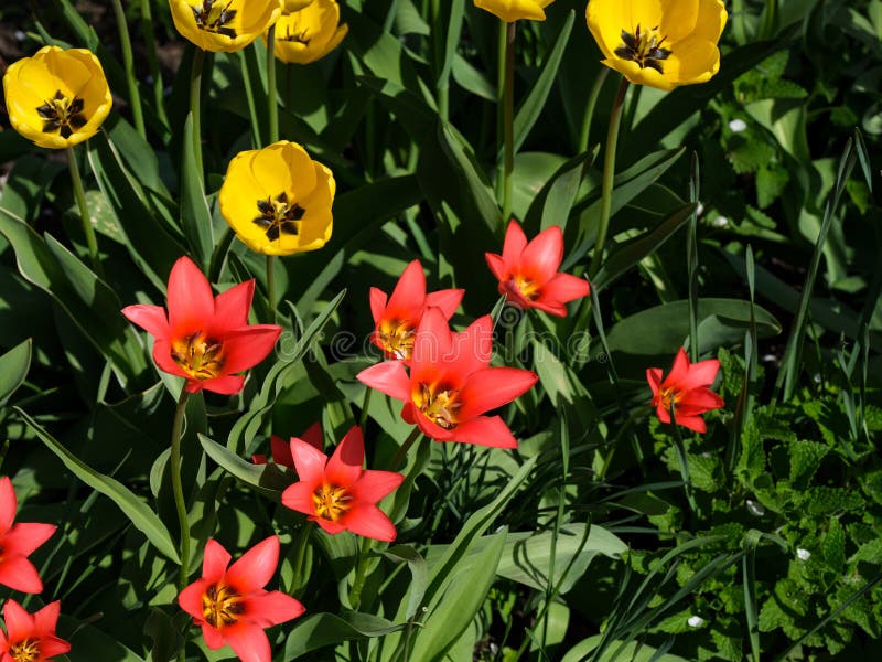 Red and Yellow Tulips Flowering in the Garden. Springtime Stock Image ...