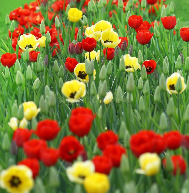 Red and yellow tulips stock image. Image of outdoor, gardening - 15909183