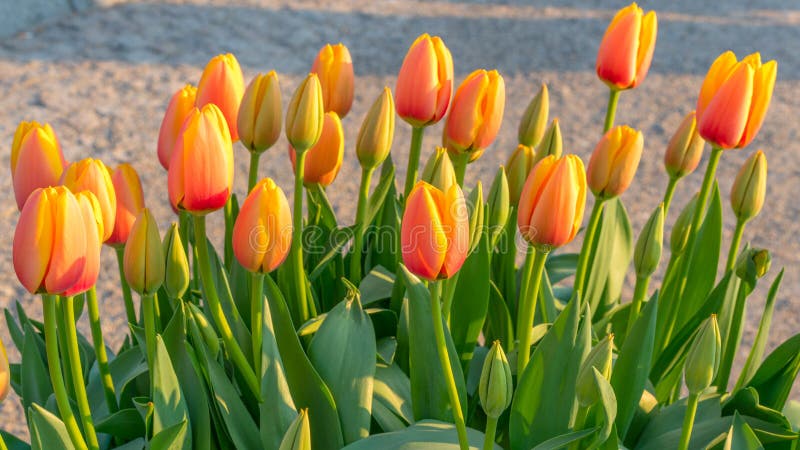 Tulips in the sunset stock image. Image of tulip, dawn - 2305249