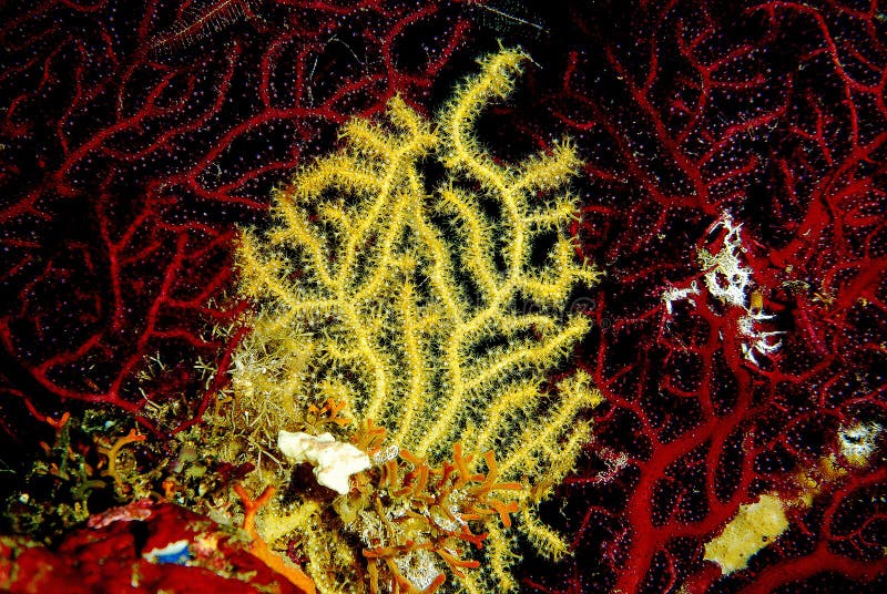 Red & yellow stock image. Image of macro, coral, yellow - 58399407