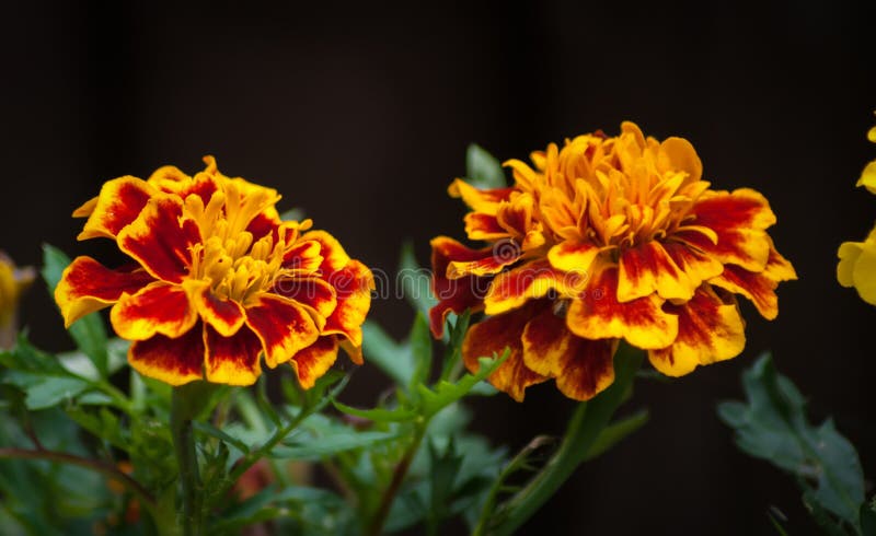 Variegated flowers. stock image. Image of nature, plant - 39404771