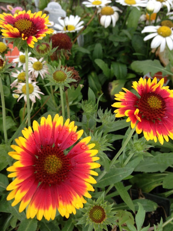 Red-Yellow and White Daisies Stock Image - Image of nature, white: 71627851