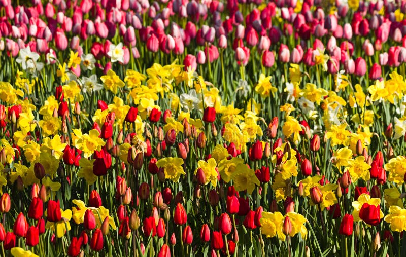 Red, Yellow and White Springflowers in Garden Stock Photo - Image of ...