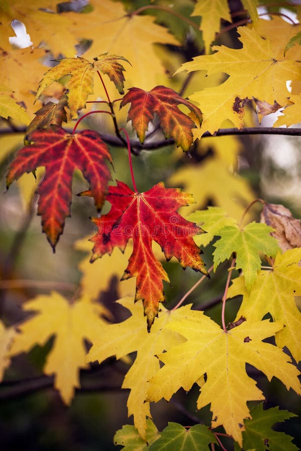 Red and Yellow Wild Maple Leaves on a Branch, Natural Background ...