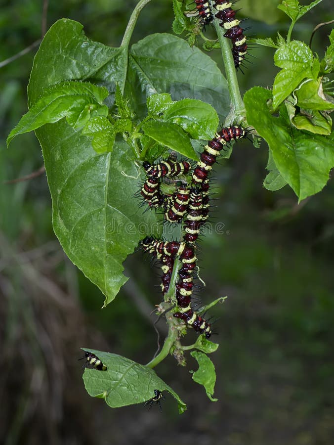 Red and Yellow Worm on the Green Leaves Stock Image - Image of life ...
