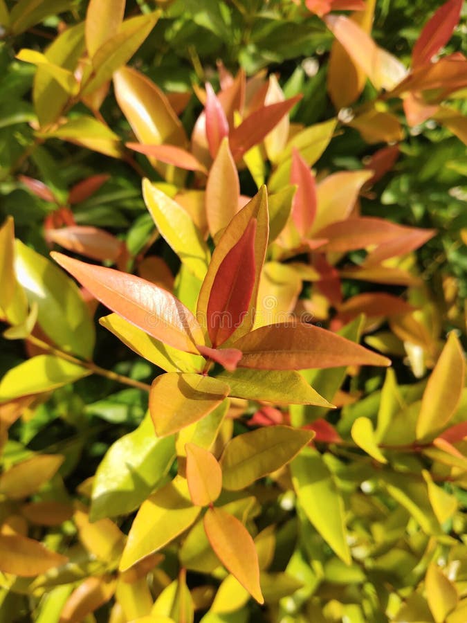 Red Yellowish Plant in the Garden Stock Photo - Image of blossom ...