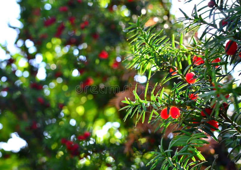 The Red Yew Fruit Hangs on Green Branches, the Cobweb Sparkles in the ...