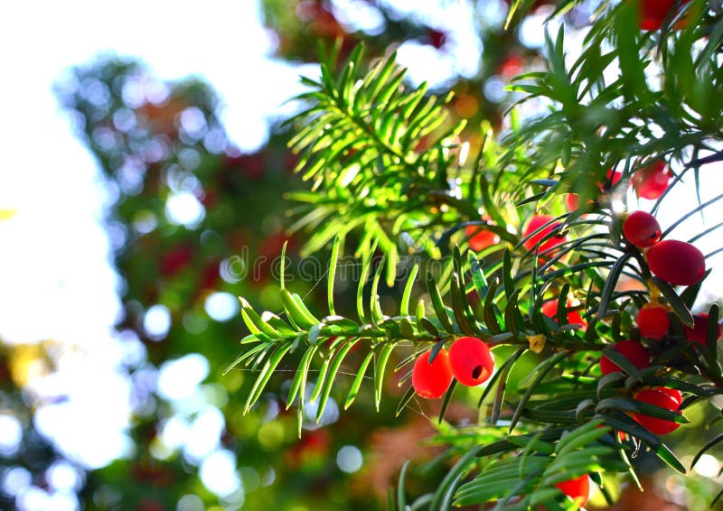The Red Yew Fruit Hangs on Green Branches, the Cobweb Sparkles in the ...