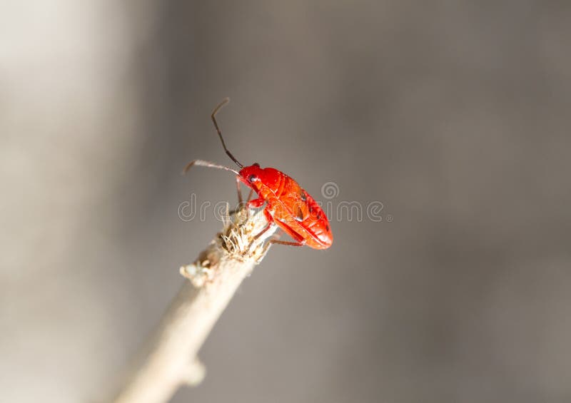 Red young firebug stock image. Image of white, tree, animal - 89233531