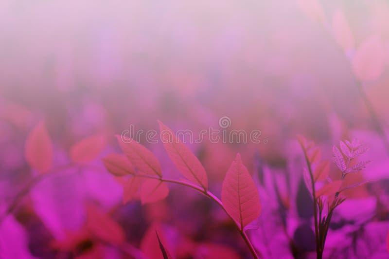 Red Young Leaves of Trees Applied Color Stock Image - Image of young ...