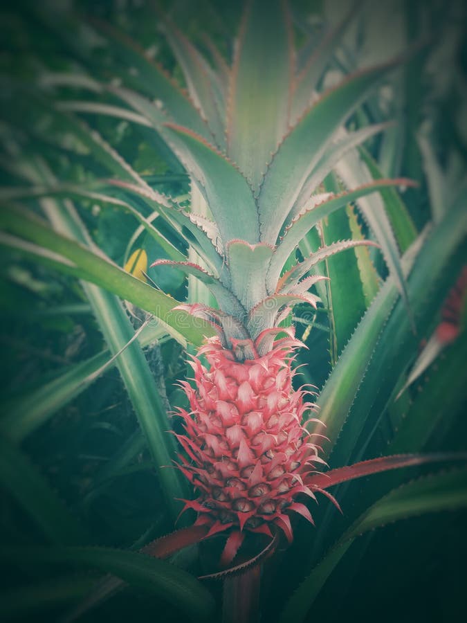 Red Young Pineapple between the Sharp Thorny Leaves Stock Photo - Image ...