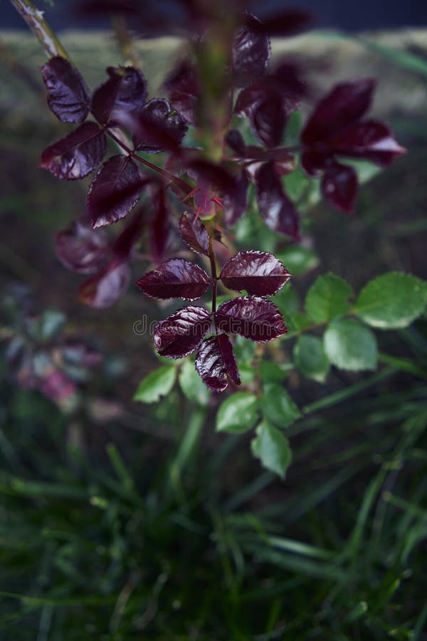 A Red Young Rose Leaves, Plant Background Stock Image - Image of garden ...