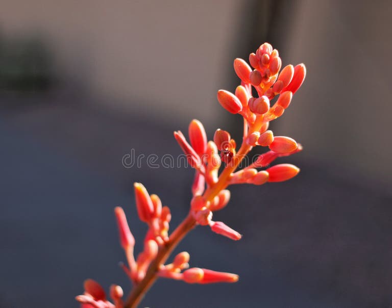 Red Yucca stock photo. Image of yucca, flower, arizona - 67292724