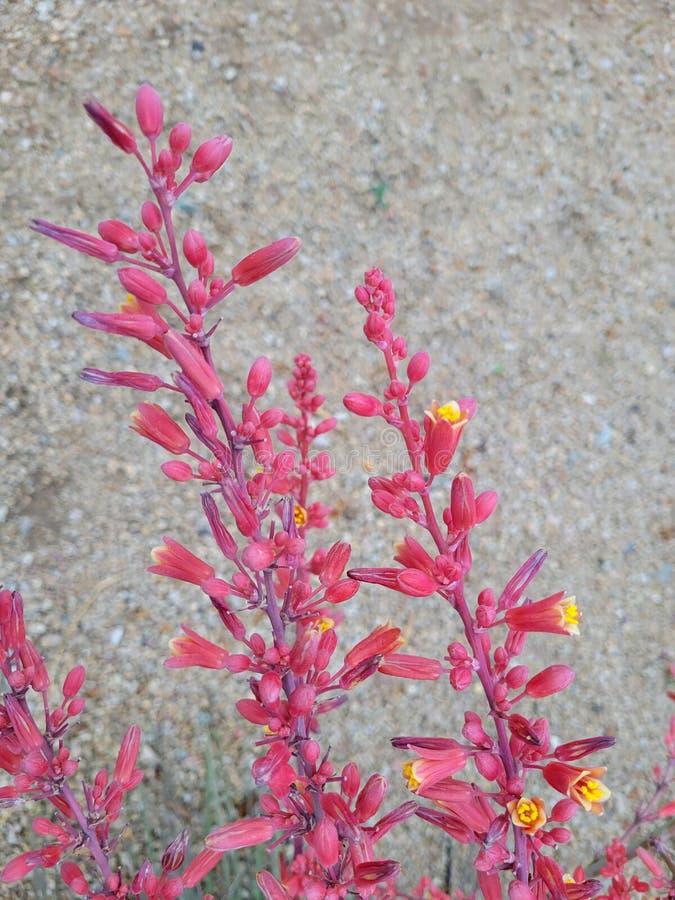 Red Yucca (Hesperaloe Parviflora) with Flowers on Its Stems Stock Image ...