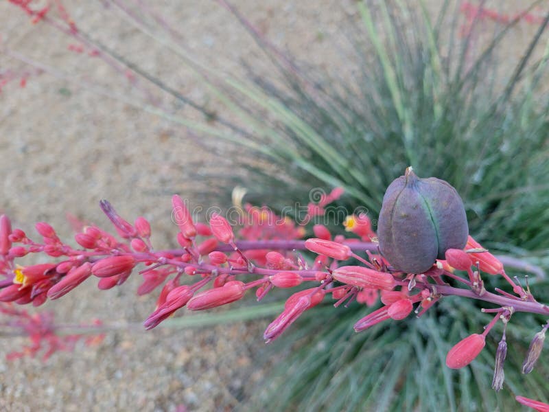 Red Yucca (Hesperaloe Parviflora) with Flowers and Seed Pod Stock Image ...