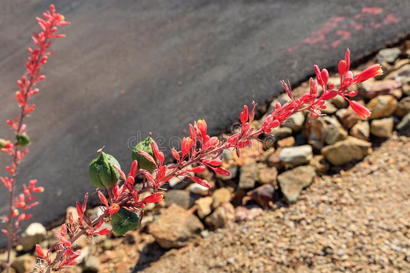 Red Yucca (Hesperaloe Parviflora) with Flowers and Seed Pod Stock Image ...