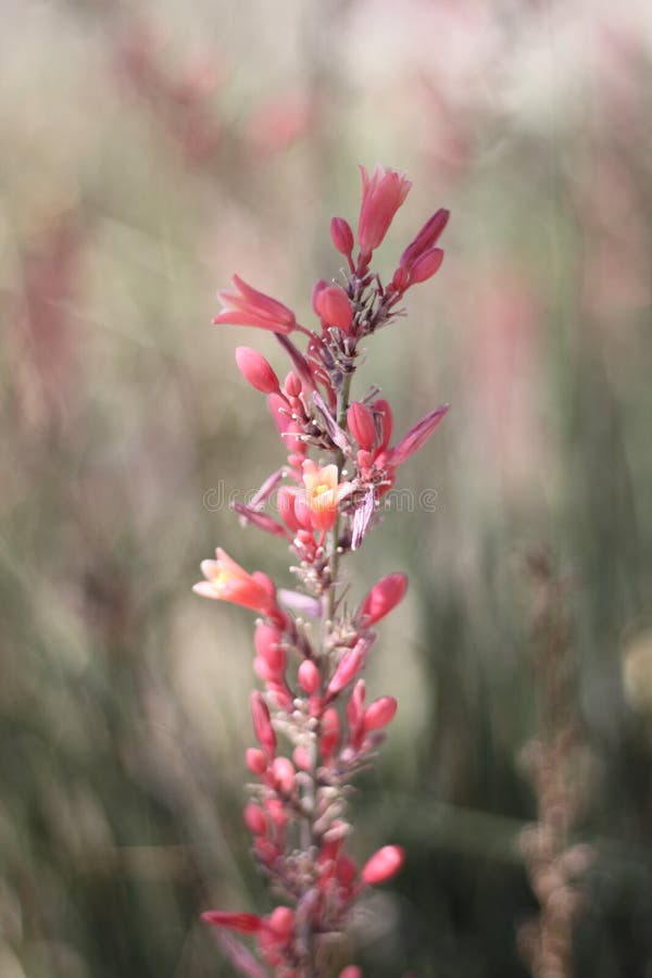 Yucca red 8010 stock image. Image of arizona, blossom - 170260763