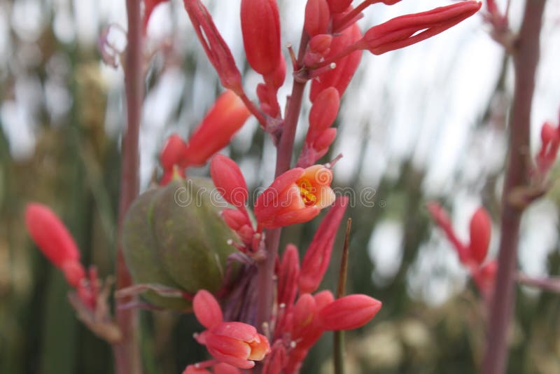 Yucca red 5531 stock photo. Image of color, beauty, bokeh - 170086644