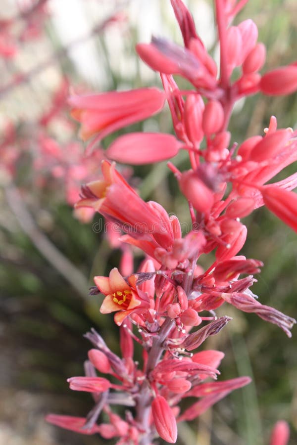 Yucca red 5572 stock photo. Image of botanical, decoration - 170086764