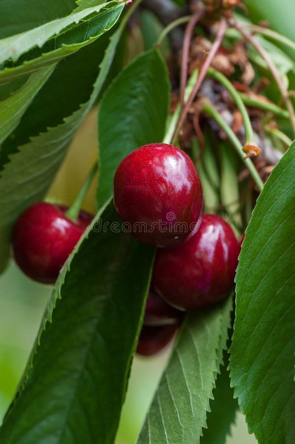 Red Yummy Cherries on the Tree Stock Photo - Image of cherie, branch ...