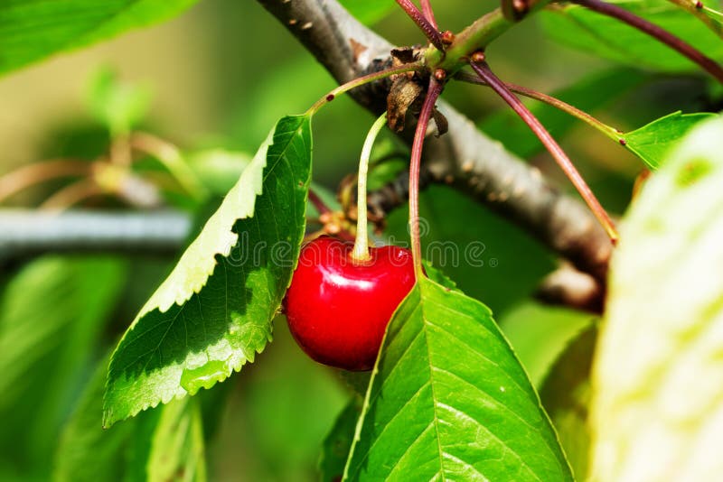 Red Yummy Cherries on the Tree. Close Up Stock Photo - Image of fresh ...