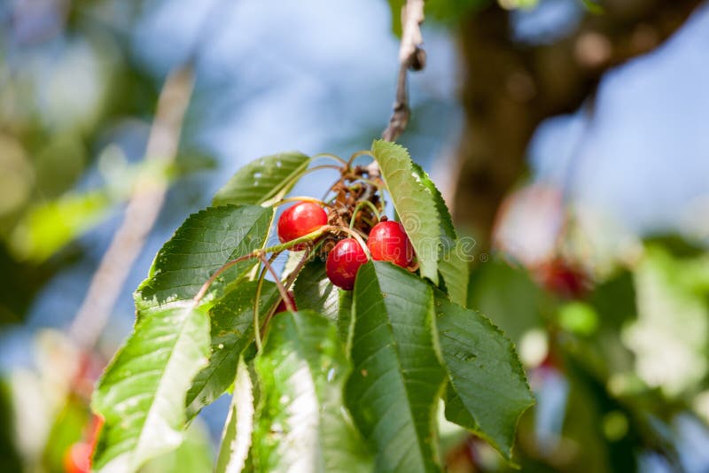Red Yummy Cherry on the Tree Stock Photo - Image of ceresia, dessert ...