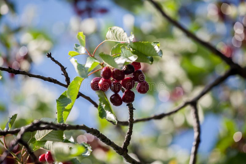 Red Yummy Cherry on the Tree Stock Image - Image of bunch, cultivate ...