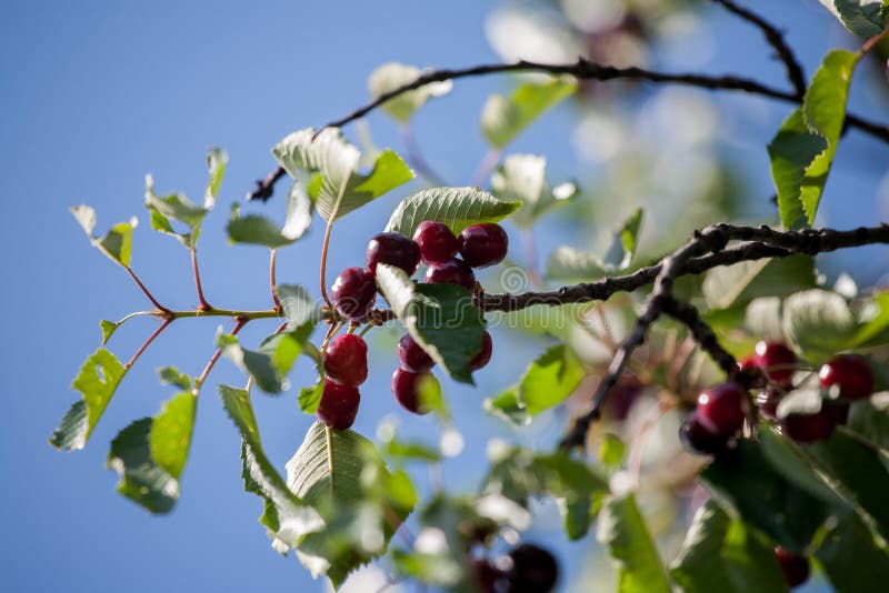 Red Yummy Cherry on the Tree Stock Image - Image of food, group: 145322489