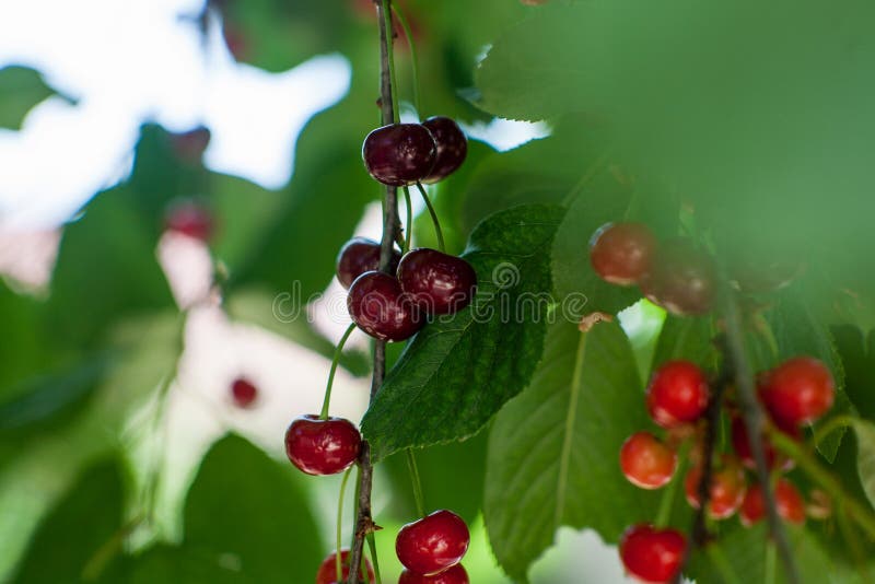 Red Yummy Cherry on the Tree Stock Photo - Image of group, cherie ...