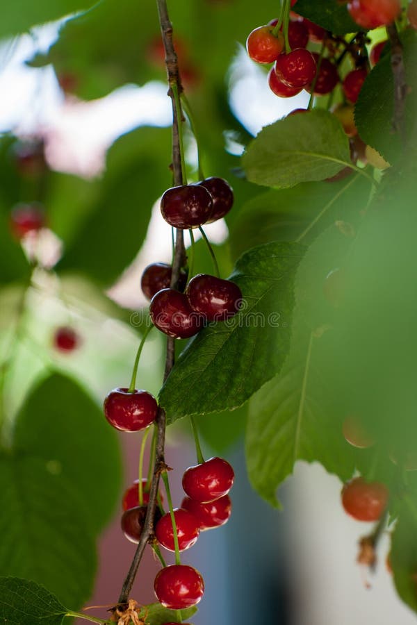 Red Yummy Cherry on the Tree Stock Photo - Image of black, farm: 149855514