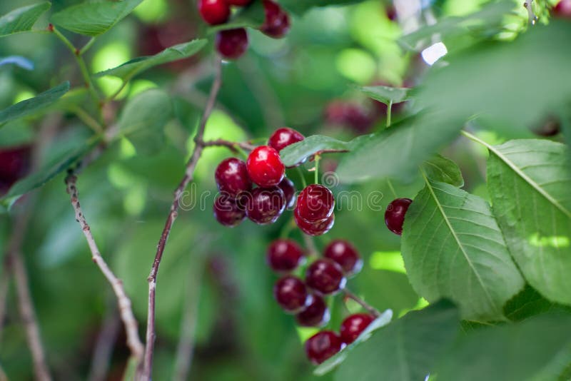 Red Yummy Cherry on the Tree Stock Photo - Image of farm, food: 149858190