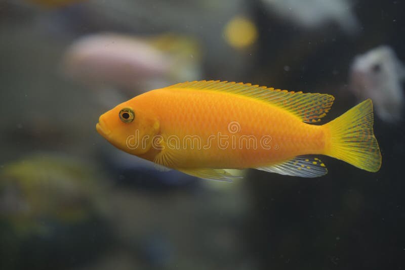 Red Zebra Cichlid in an Aquarium Stock Image - Image of yelloe, zebra ...
