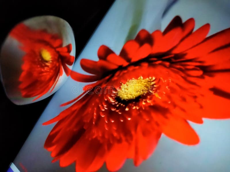 Red Zerbera Flower in Mirror Image Stock Image - Image of tulip, lily ...