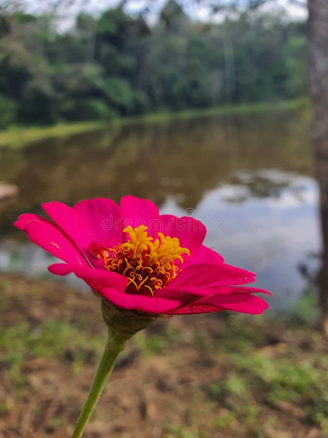 Red Zinia Elegans or Better Known by the Scientific Name Zinnia Elegans ...