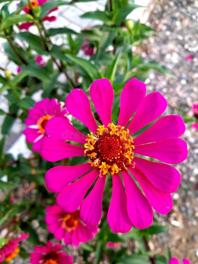 Red Zinnia Elegans, Also Known As the Common Zinnia Flowers Stock Photo ...