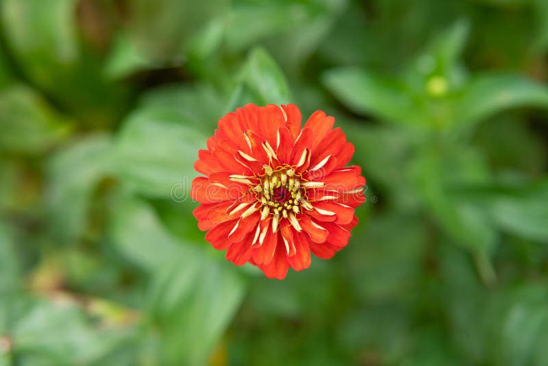 Red Zinnia flower stock image. Image of zinnia, floral - 168619733
