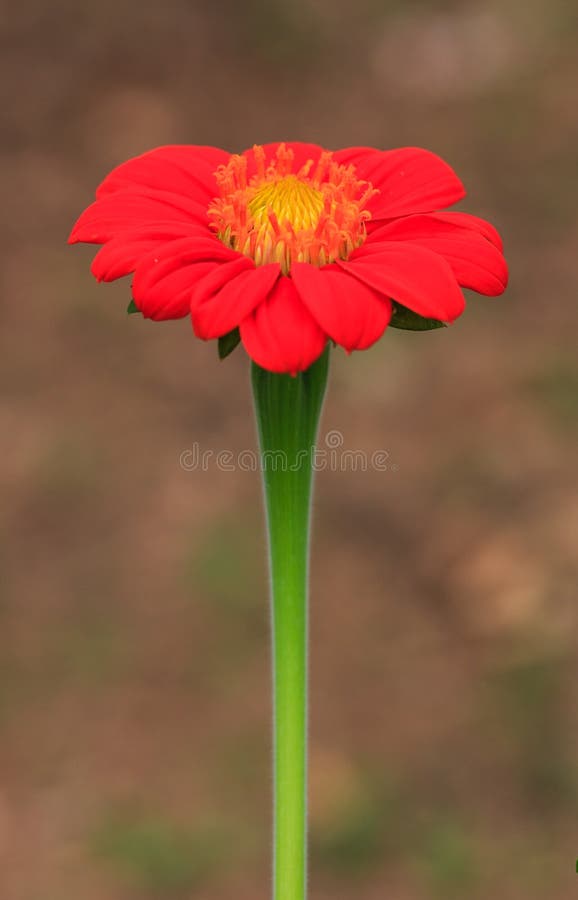 Red zinnia stock photo. Image of ornamental, garden, macro - 37367152