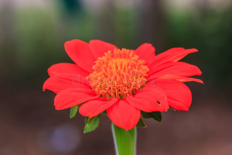 Red zinnia stock photo. Image of cheerful, gardening - 37367212