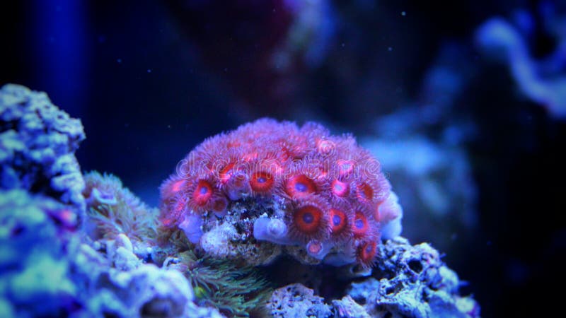 Red Zoas Coral in Reef Tank Stock Photo - Image of oceanlife, colorful ...