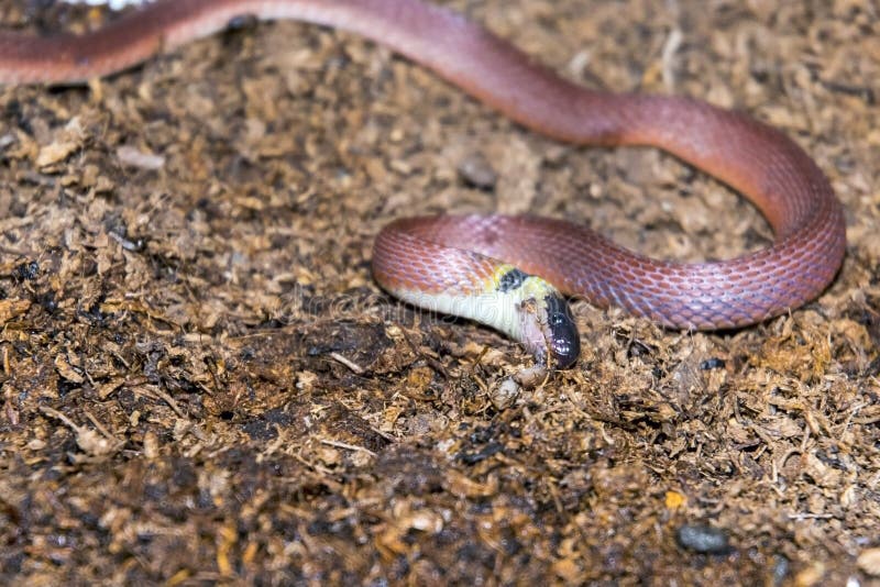 Redback Coffee Snake (Ninia Sebae) Stock Image - Image of american ...