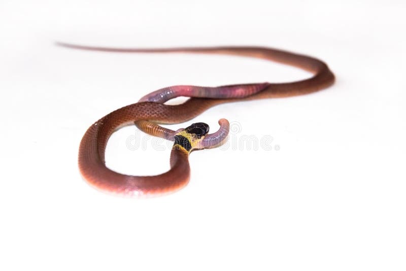 Redback Coffee Snake (Ninia Sebae) Stock Image - Image of american ...