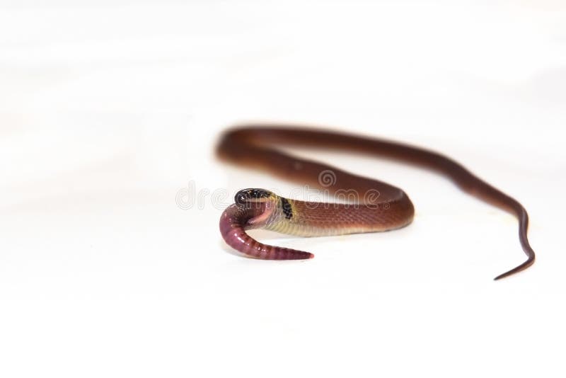Redback Coffee Snake (Ninia Sebae) Stock Image - Image of american ...